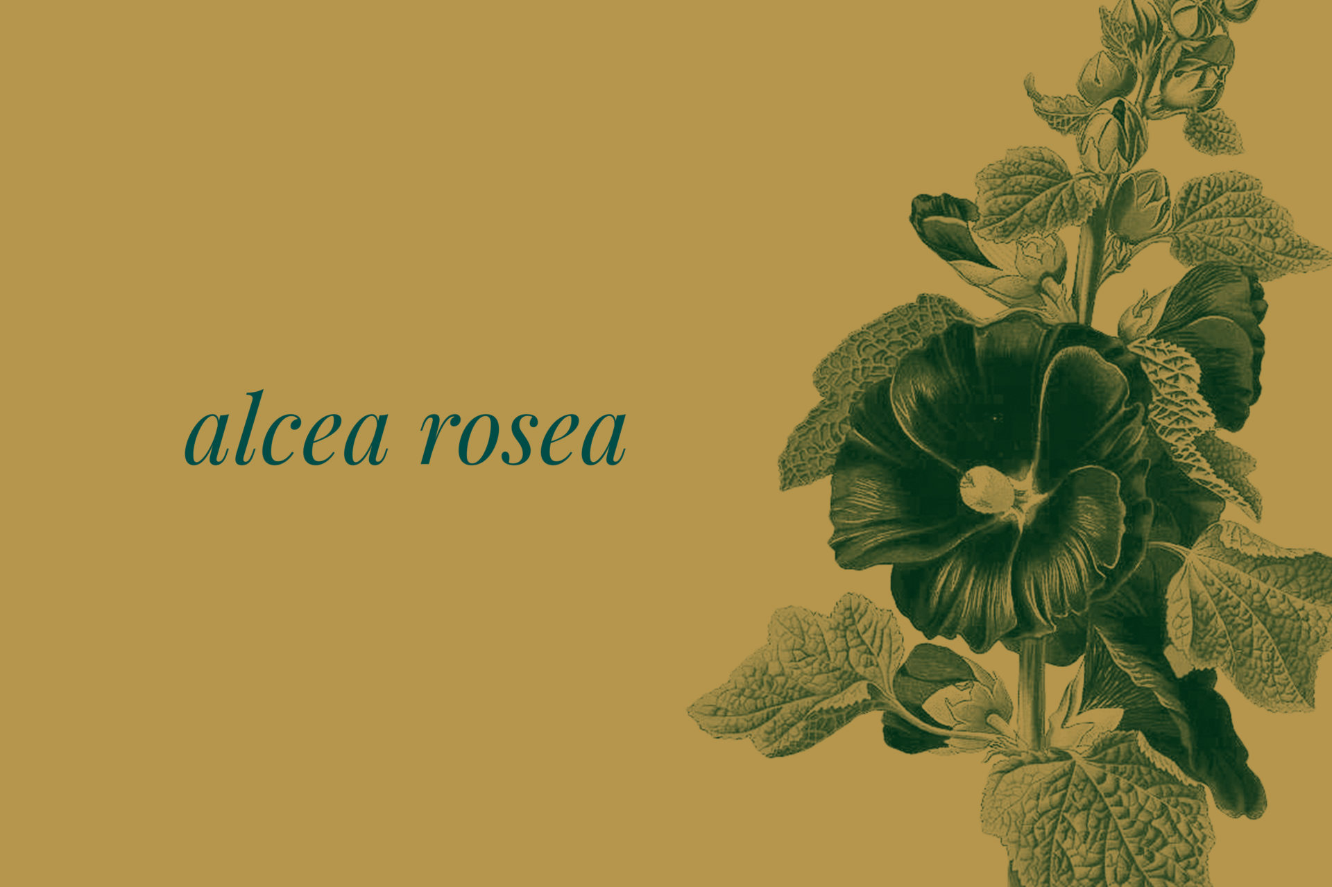 Napoli Tree — Room & Breakfast