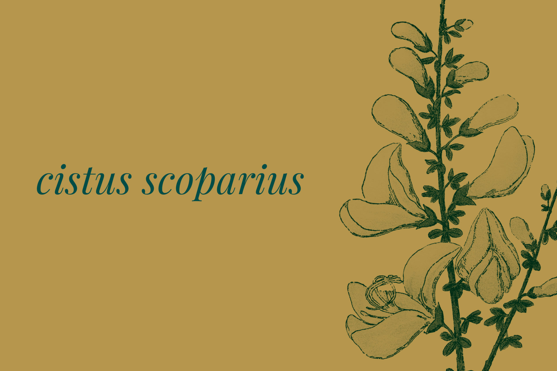 Napoli Tree — Room & Breakfast