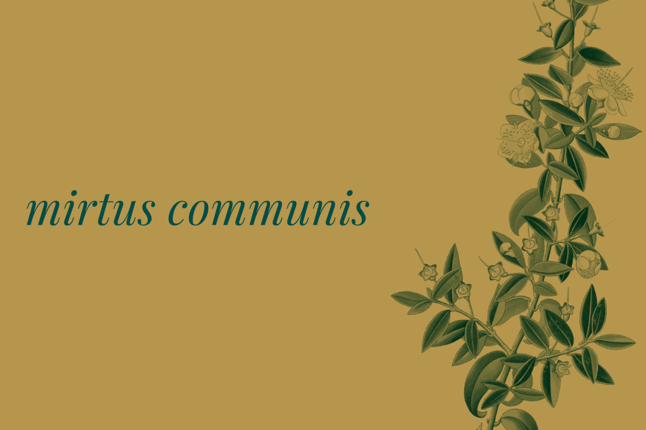 Napoli Tree — Room & Breakfast