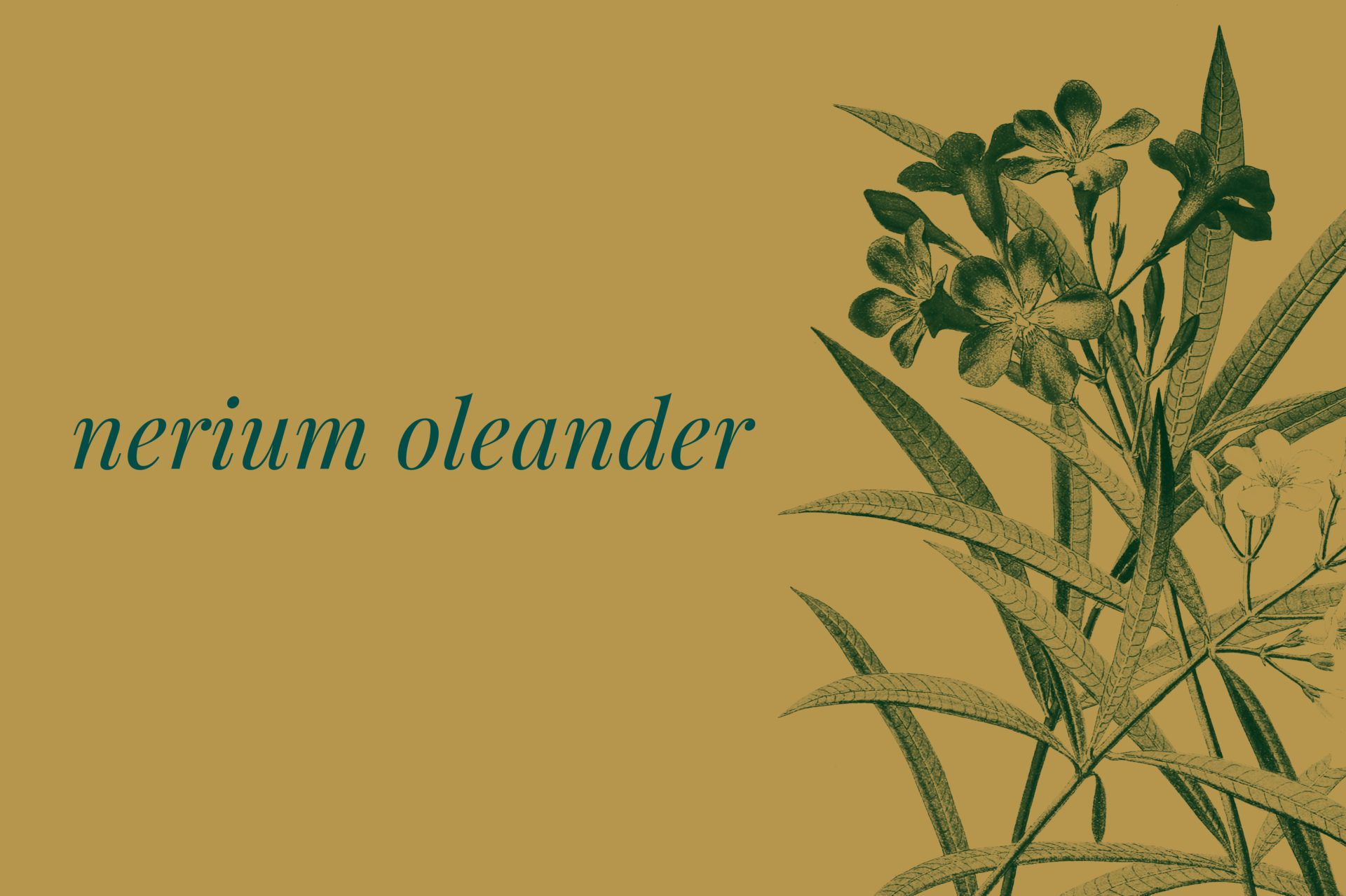 Napoli Tree — Room & Breakfast