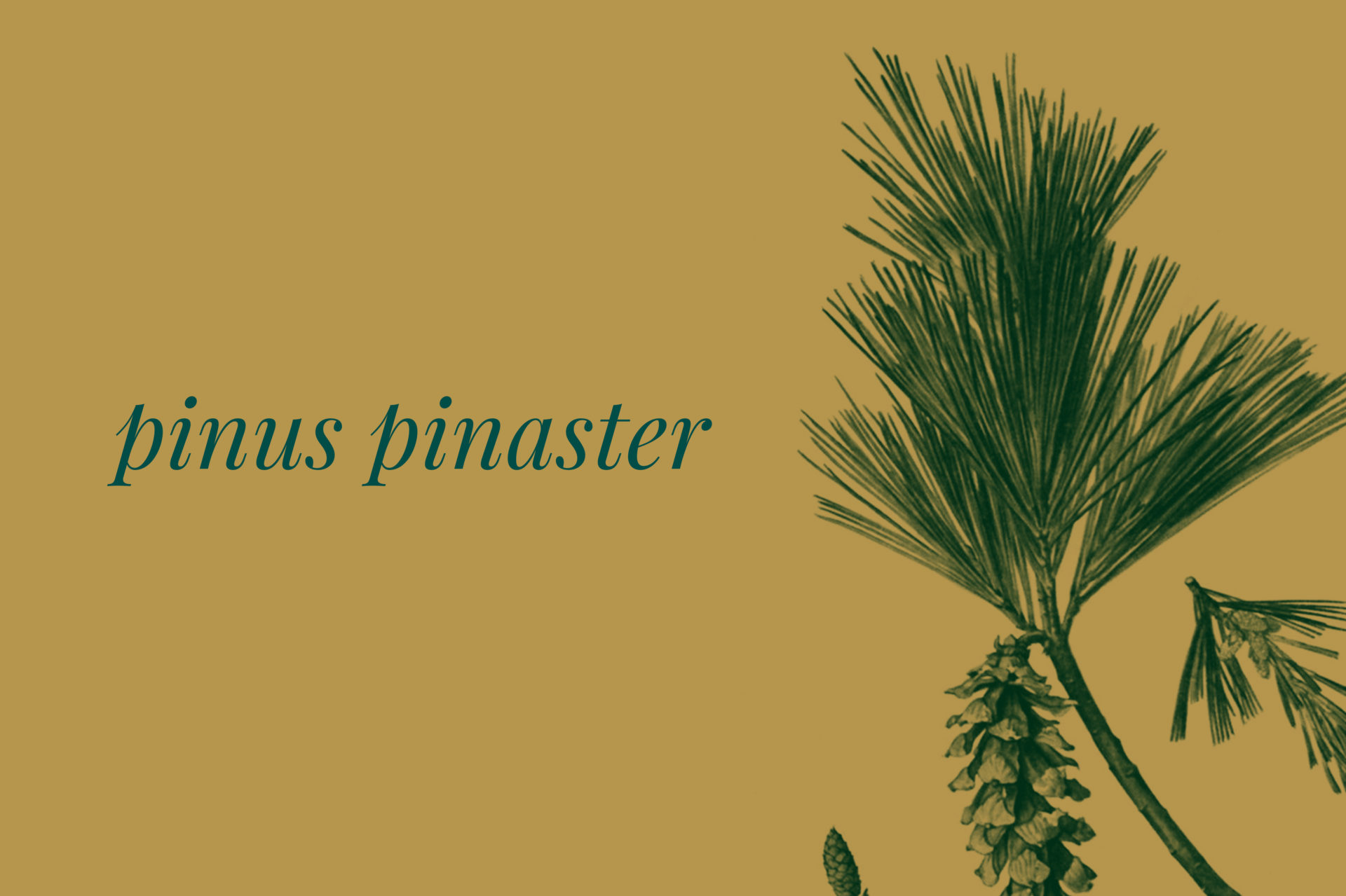 Napoli Tree — Room & Breakfast