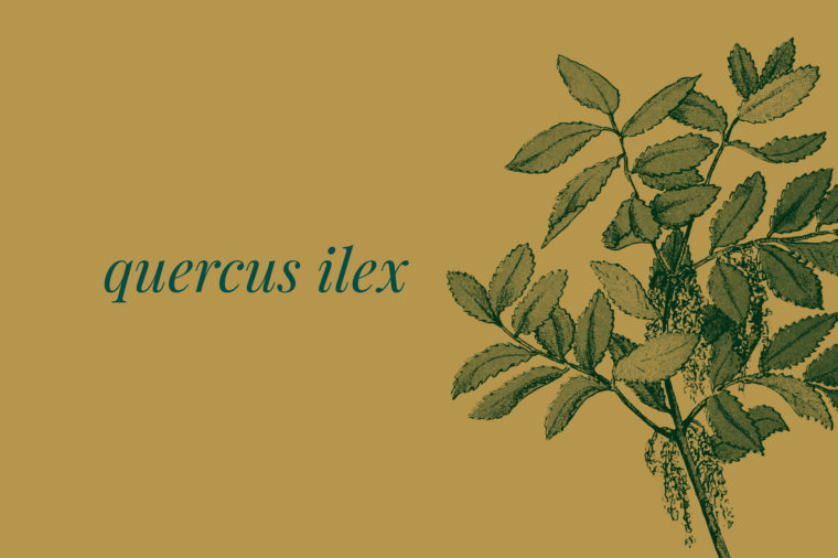 Napoli Tree — Room & Breakfast